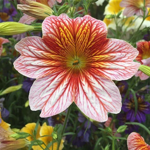 Bouquet/Flower - Ariel Dearie Flowers #2885513 - Weddbook